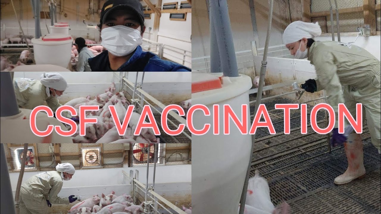 CSF VACCINATION 640 PIGLET'S - YouTube