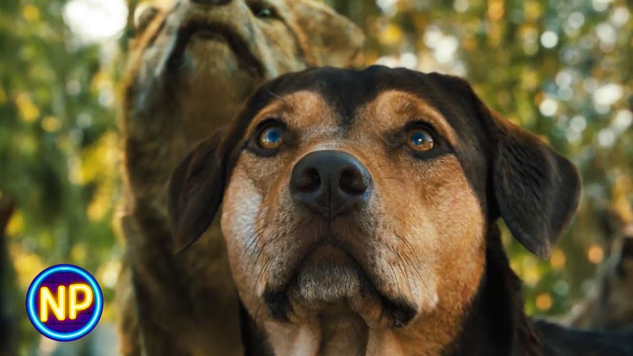 Coyotes Find Bella | A Dog's Way Home (2019) | Now Playing - YouTube