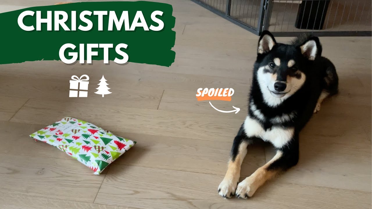Spoiled Shiba Inu Opens His Christmas Presents - YouTube