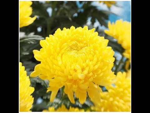 guldaudi flower/chrysanthemum plant with cutting/grow guldaudi with ...