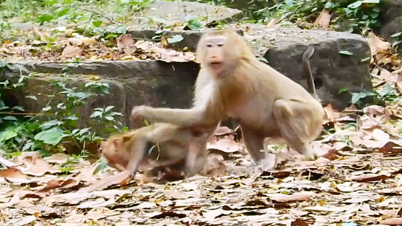 Monkey Katrina give bitter Lesson to teen monkey cuz he not obey the ...