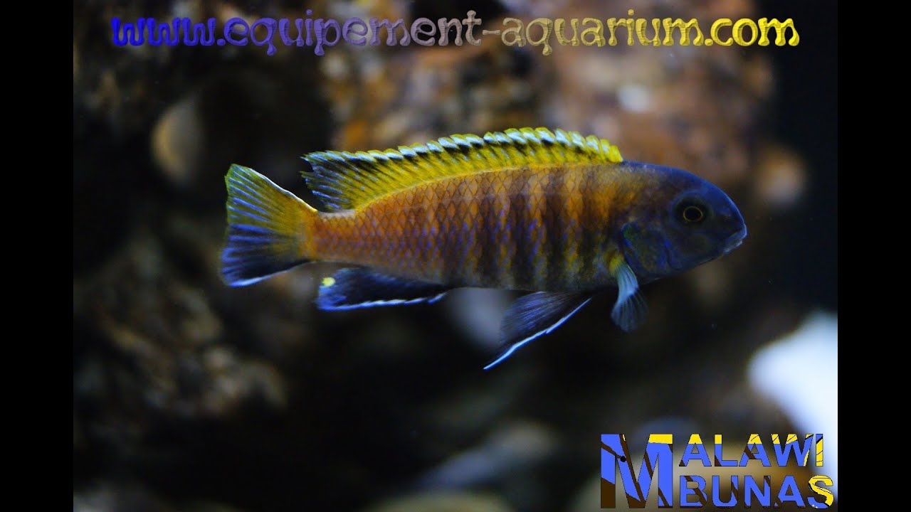 Cichlidés du lac malawi - Mbunas - Tropheops red fin Charo F0 - YouTube