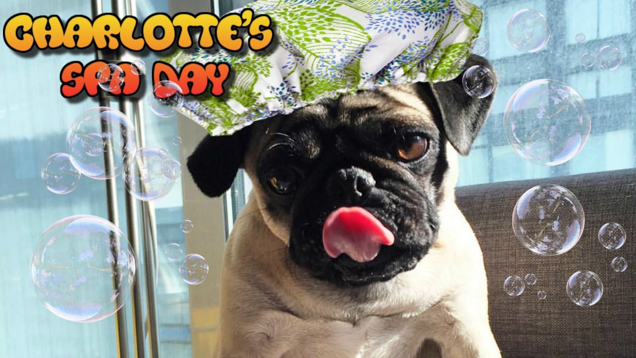 Spa for Dog - Pug Edition - YouTube