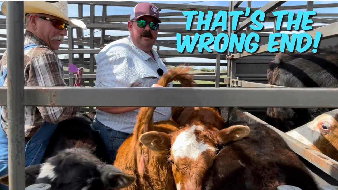 Weaning and Castrating Calves - YouTube