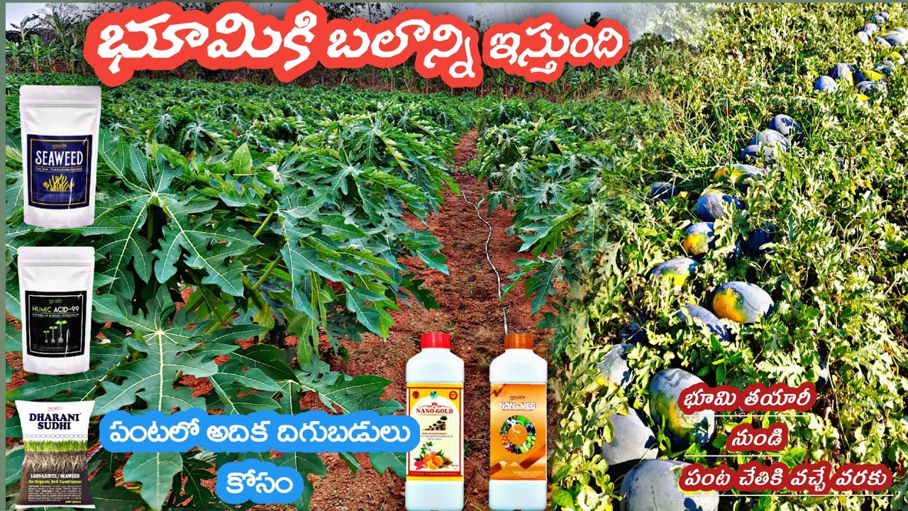 భూ సారణి పెంచి నాణ్యమైన అధిక దిగుబడులు పొందడం కోసం 5 Plant Growth ...