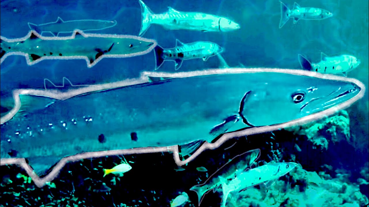 BARRACUDA STAREDOWN! - Surrounded By DANGEROUS Torpedo Fish... - YouTube