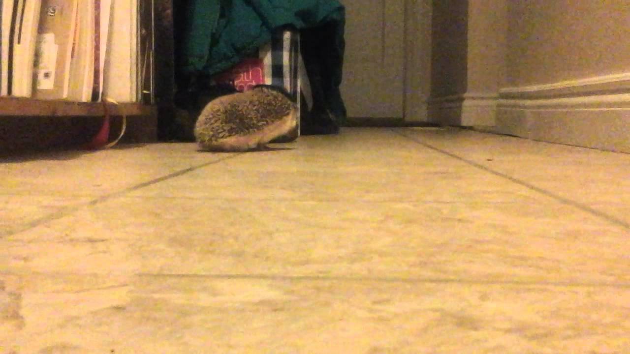 Hedgehog Stretch - YouTube