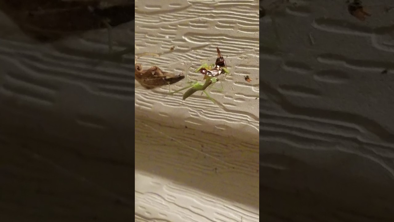 Praying Mantis Eating Earwig in Spider Web - YouTube