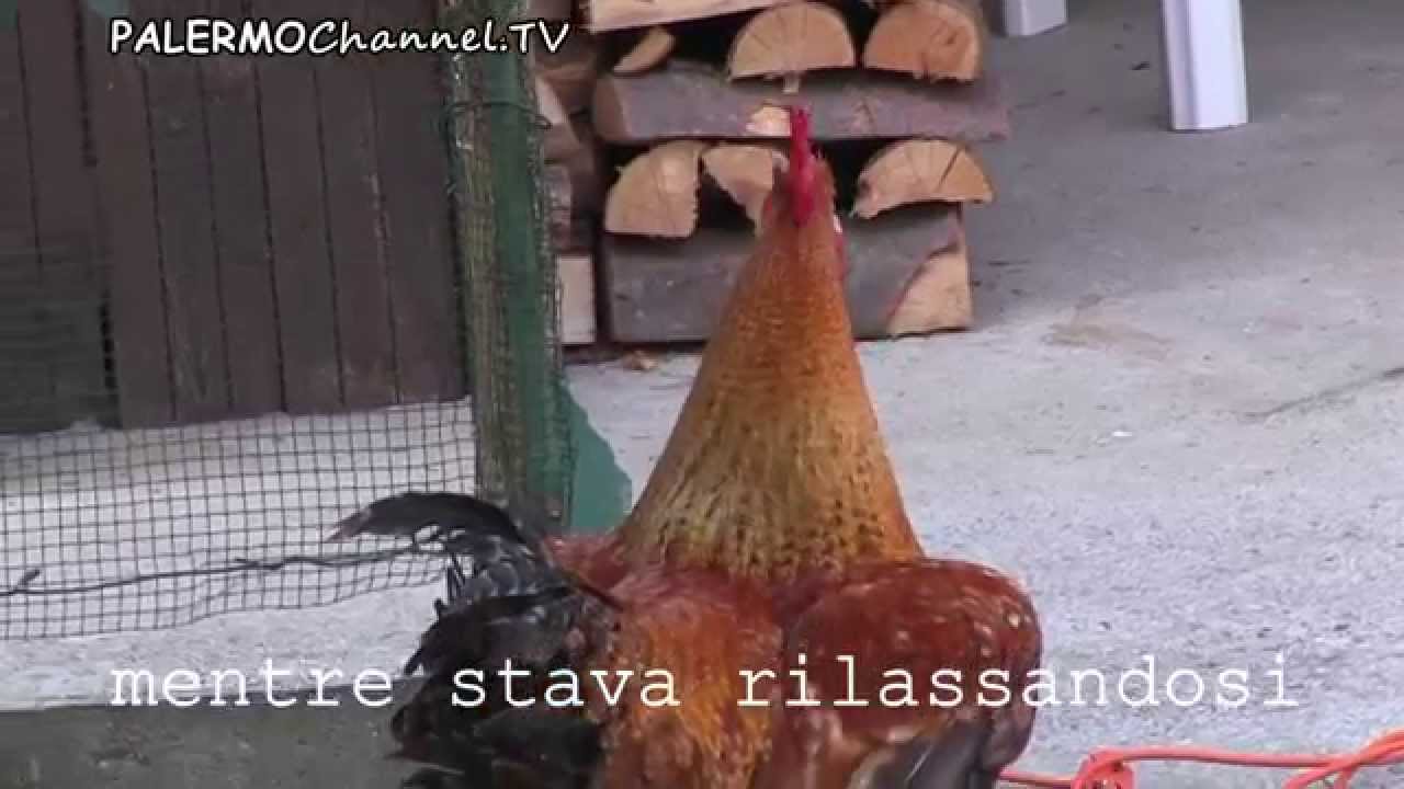 In esclusiva "Il gallo" da Storo - YouTube