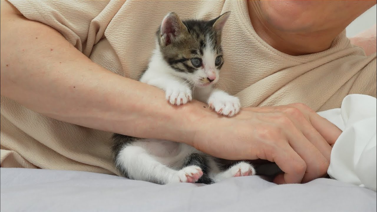 A Baby Kitten's Cute Behavior When They got a little Upset - YouTube