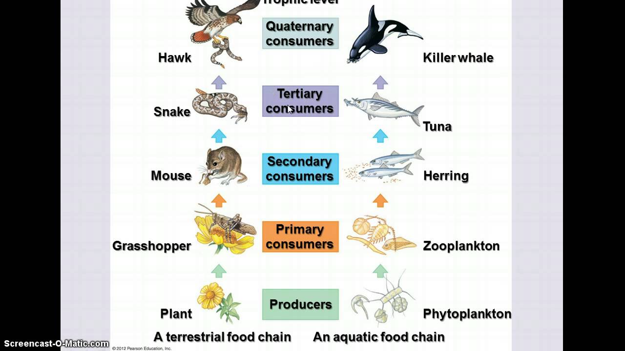 Ecology - Flow of Matter & Energy - YouTube