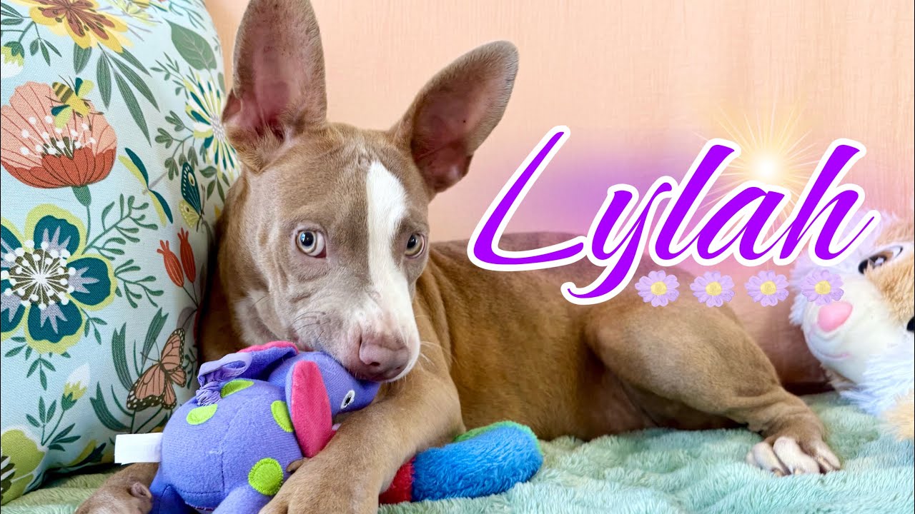 Lylah’s gentle and loving nature will melt your heart! 💜🐾 - YouTube