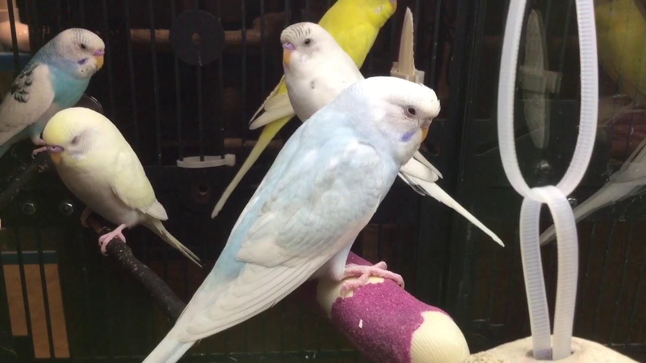 PetSmart Budgies/Parakeets(Волнистых попугаев) - YouTube
