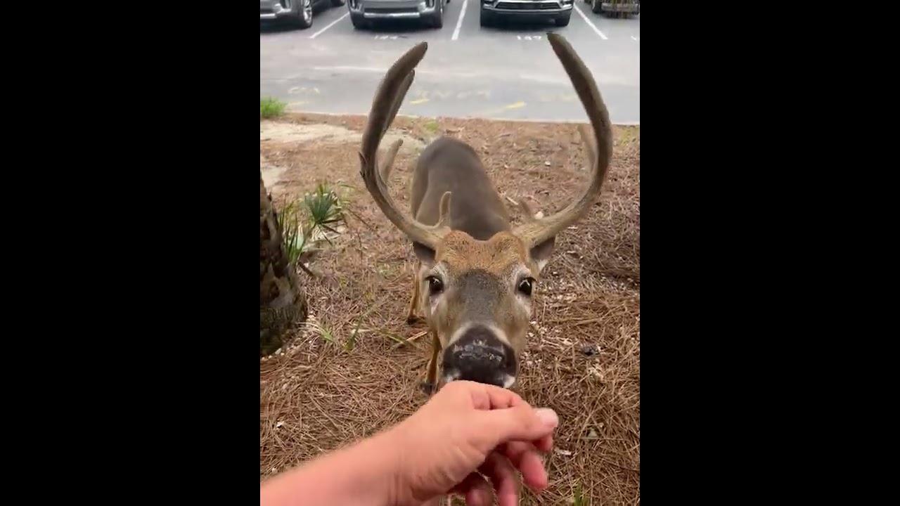 How Cool! A Friendly Deer Let Me Pet Him | Pet Deer - YouTube