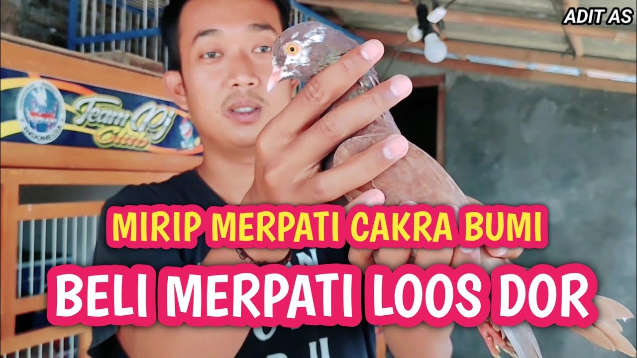 Beli Merpati Los Dor Mirip Merpati Cakara Bumi elite Team‼️ - YouTube