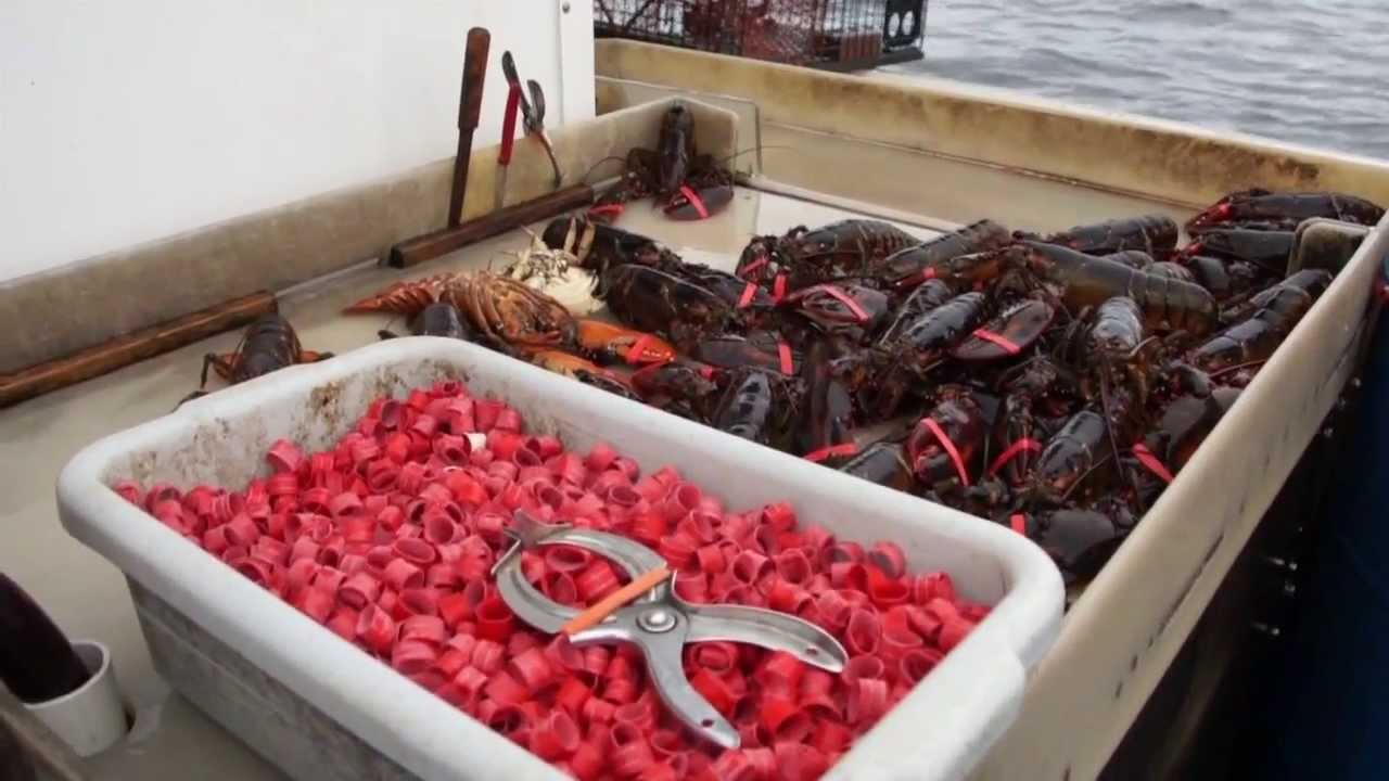 2013 N.H. lobster bands project - YouTube