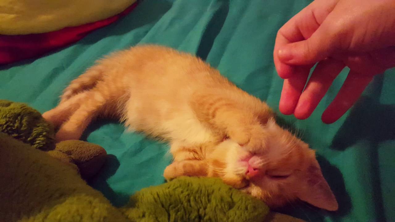 dreaming kitten - YouTube