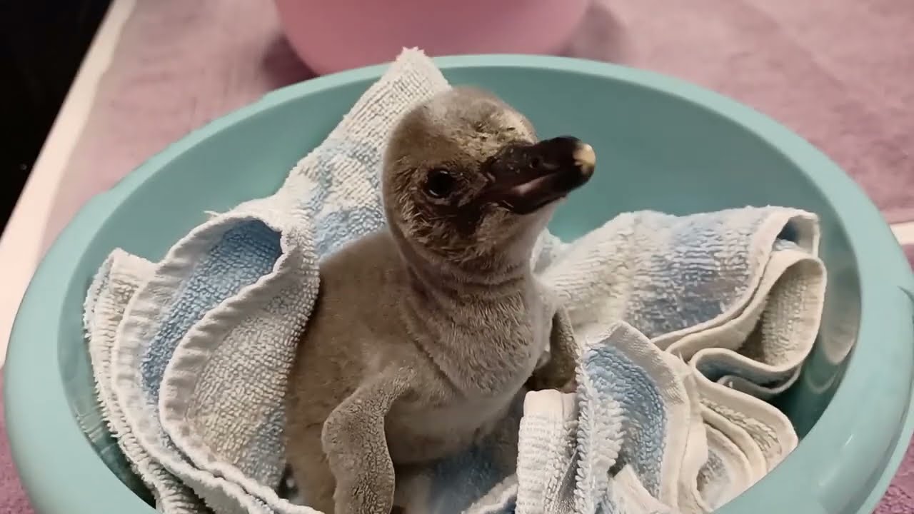 Squawk season at ZSL London Zoo - YouTube