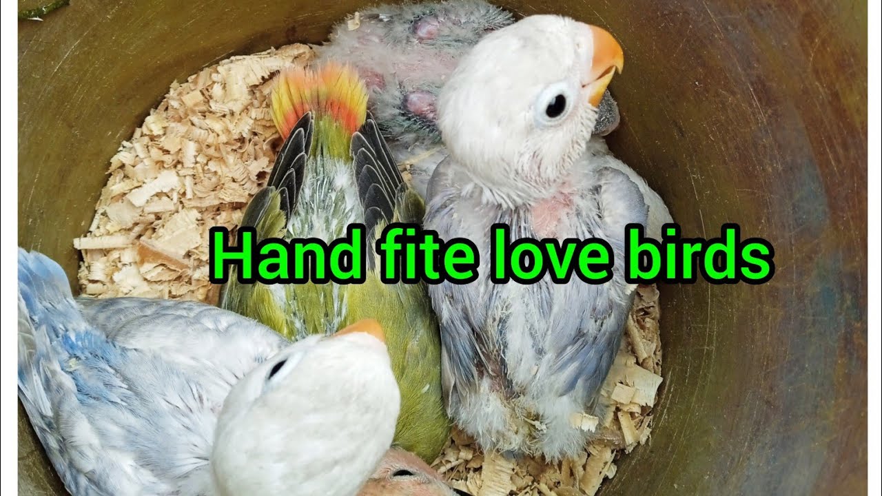 my hand fite love bird - YouTube