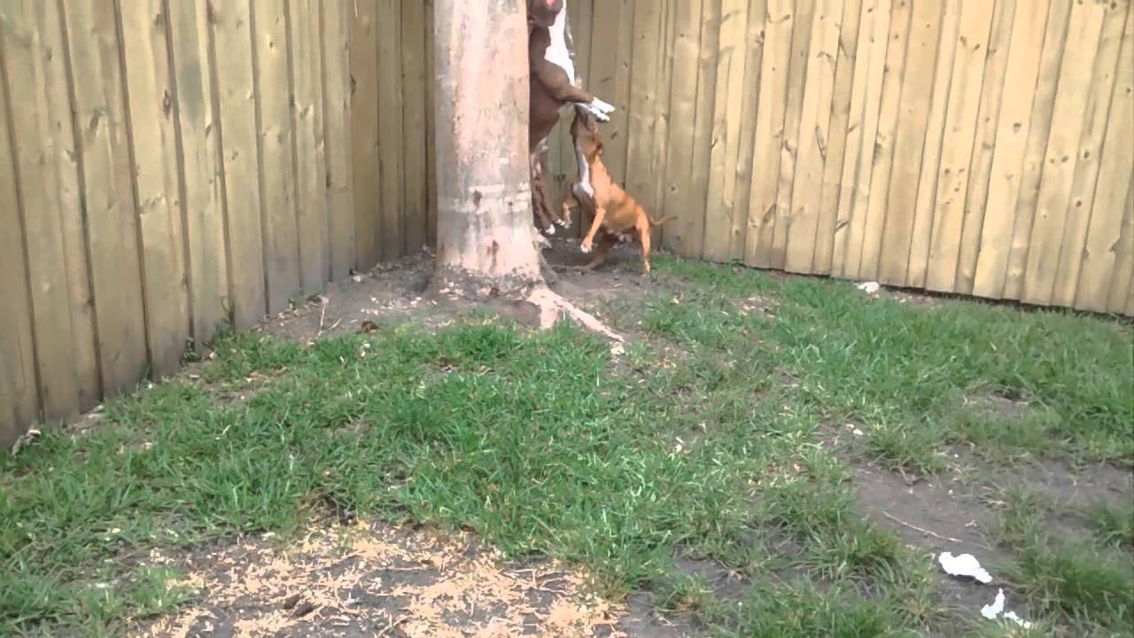 Hanging dog - YouTube