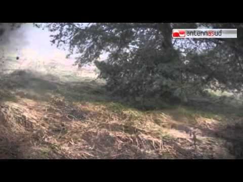 TG 14.07.15 Lupi in Valle d'Itria, la Cia chiede abbattimenti selettivi