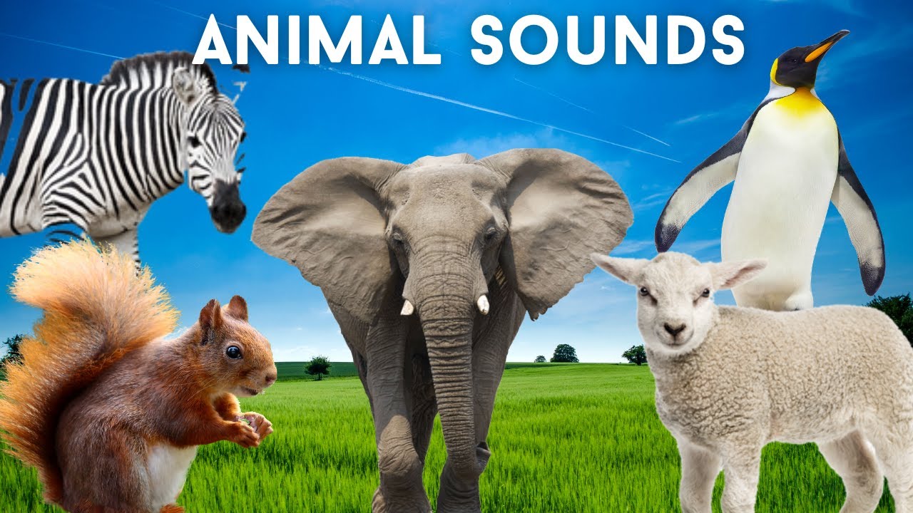 Discovering the Sounds of Different Animals | Exploring the Animal ...