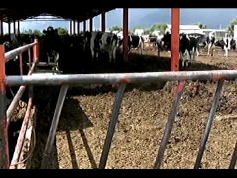 quesos 'trebol' de don Johan las colonias palestina dgo mex - YouTube