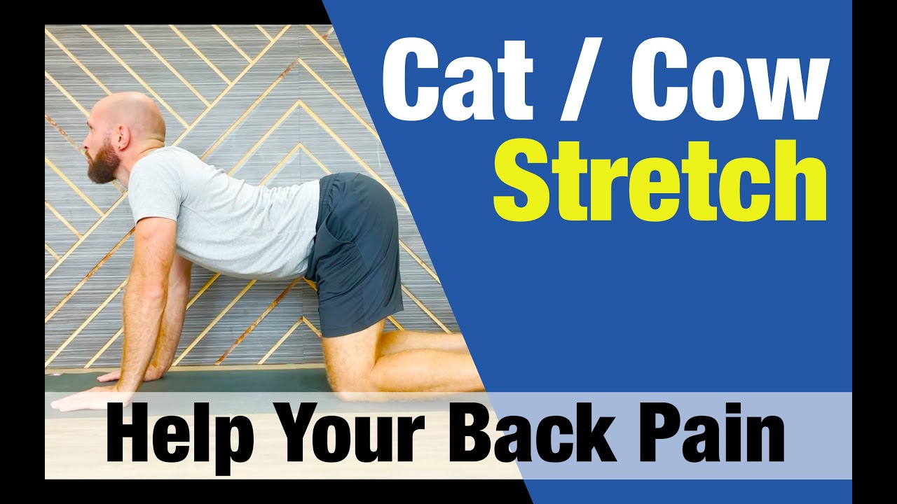 Cat & Cow Stretch - Chichester Chiropractic Health Centre - YouTube