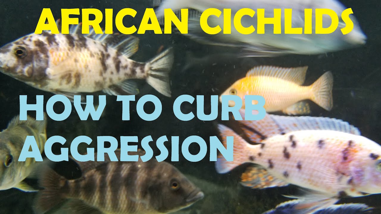 African Cichlids | How To Curb Aggression - YouTube