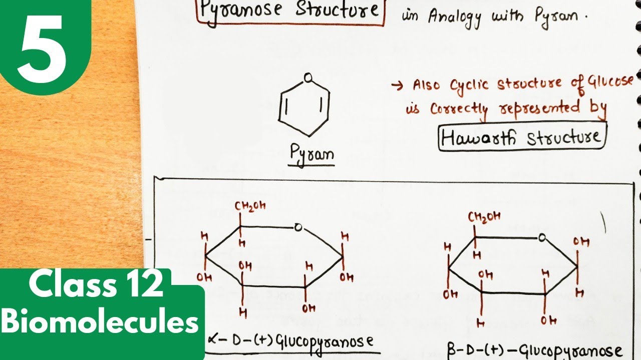 5) Pyranose or Haworth structure of glucose|glucopyranose structures ...