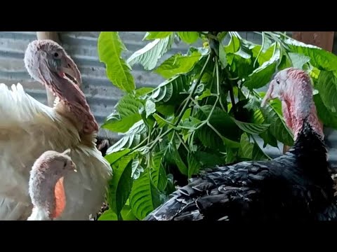 HYBRID TURKEY 🦃 - YouTube