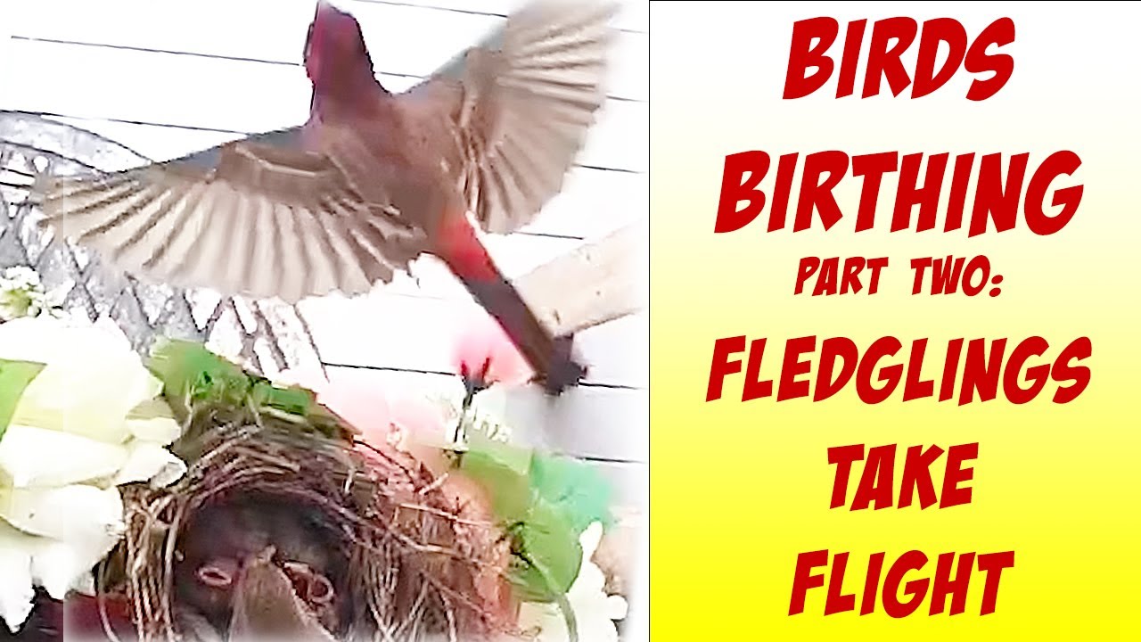 Birds Birthing Part 2 - YouTube