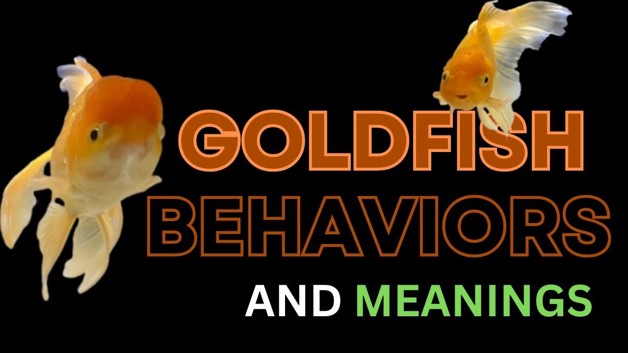 Goldfish Behaviors and their meanings - YouTube