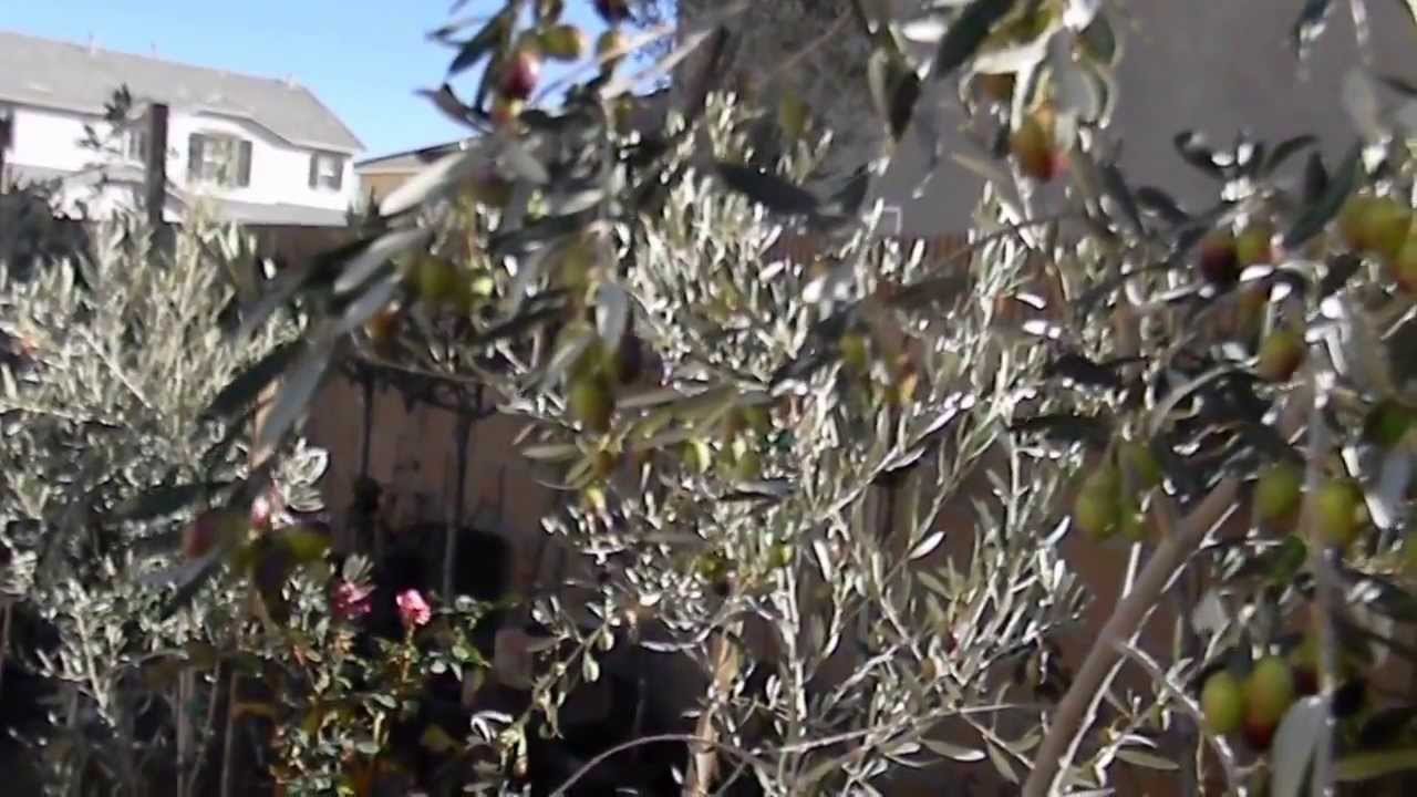 Picholine Olive Tree Fruit Bearing - YouTube