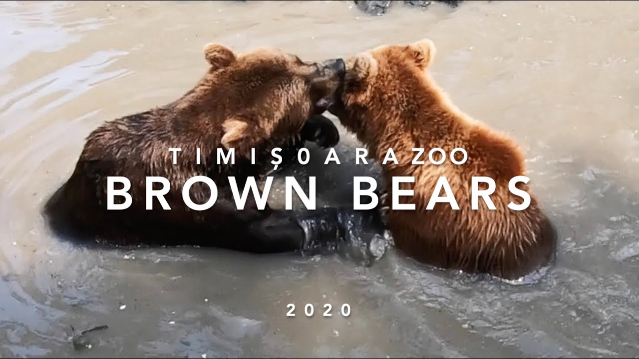 Brown Bears Timisoara Zoo - Ursi Bruni la Gradina Zoologica Timisoara ...