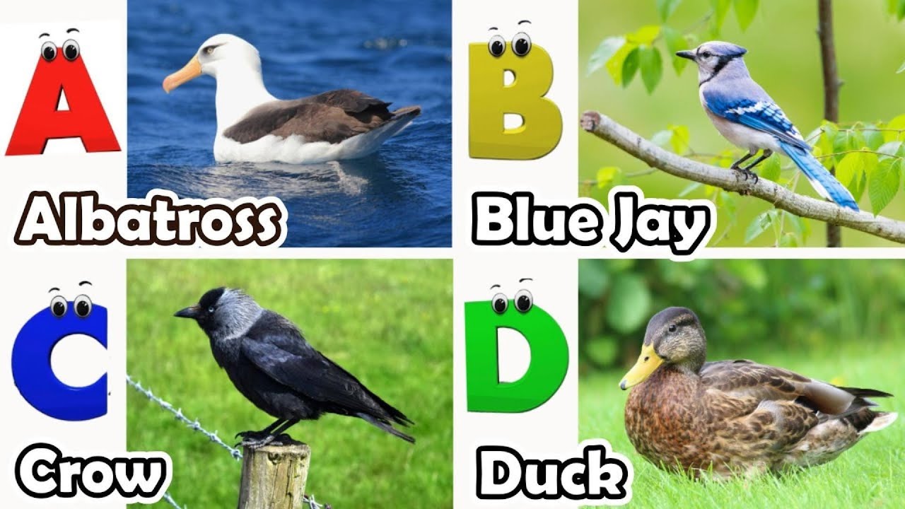 Birds ABC Song | Birds Alphabet Song for Kids | Alphabet Letters ...