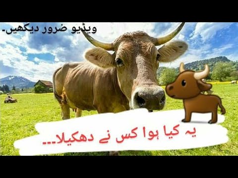 Qurbani me qurban hua. - YouTube