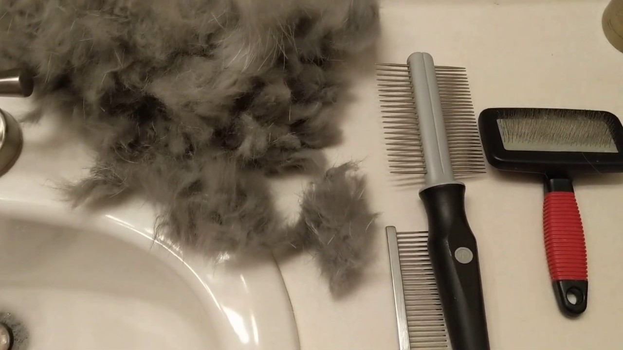 Pet Fox Go Floof! - YouTube