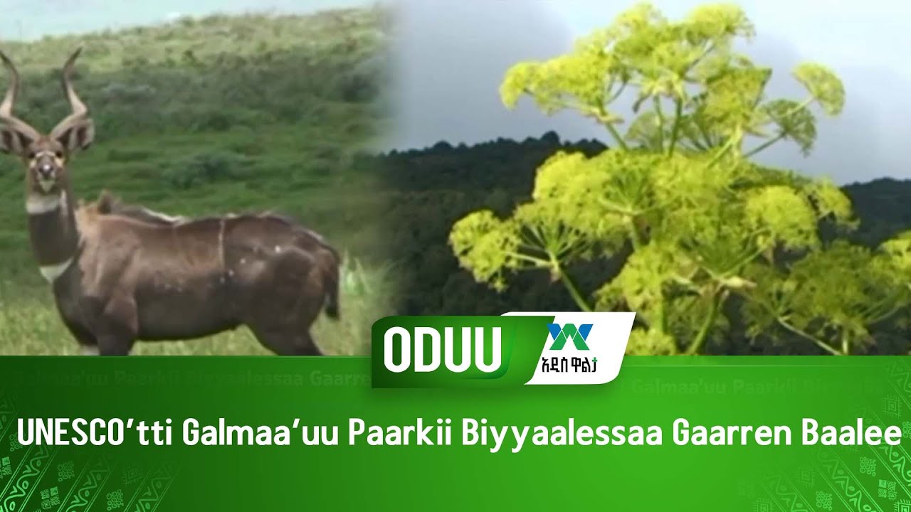 UNESCO’tti Galmaa’uu Paarkii Biyyaalessaa Gaarren Baalee - YouTube