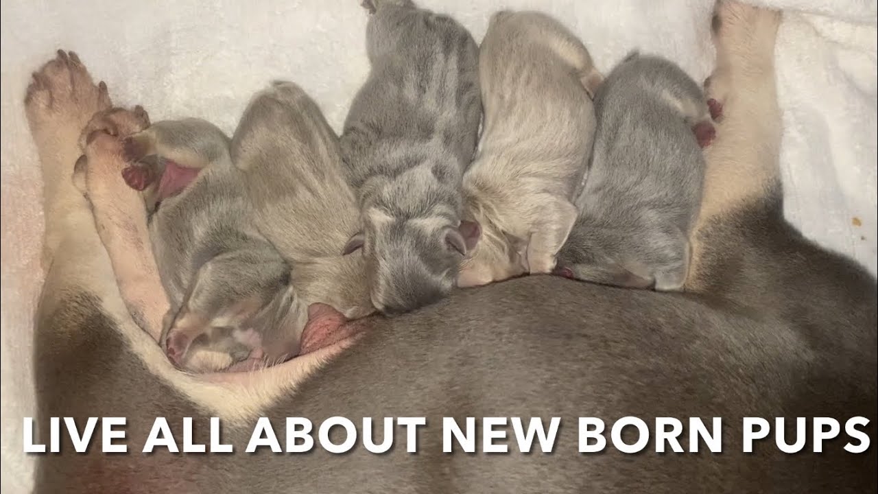 Live Q&A all about new born pups - YouTube