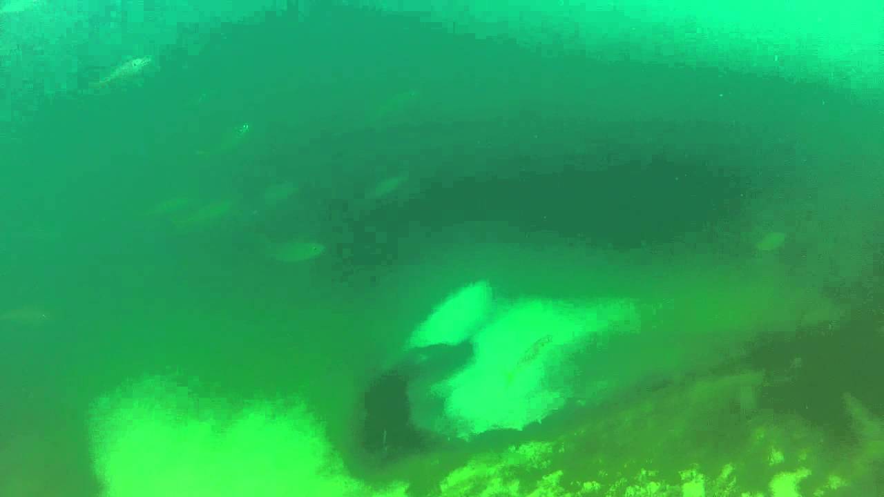 Snorkelling Narrow Neck Reef - YouTube