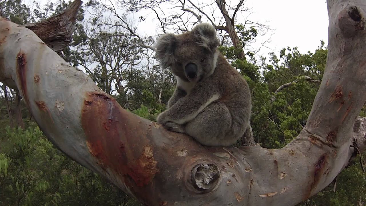 Say hello to Koala - YouTube