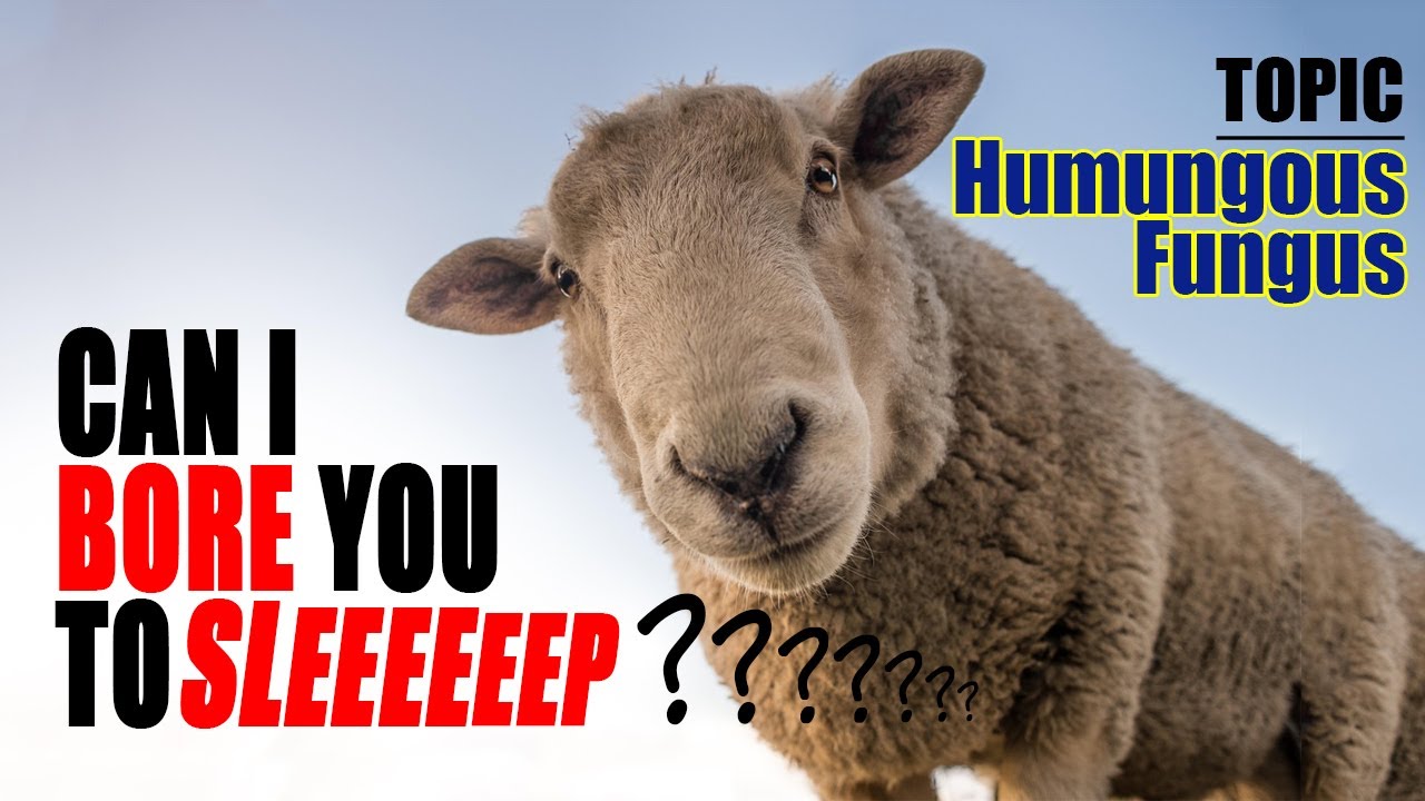 Let me BORE you to sleep talking about The HUMUNGOUS Fungus (Human ...