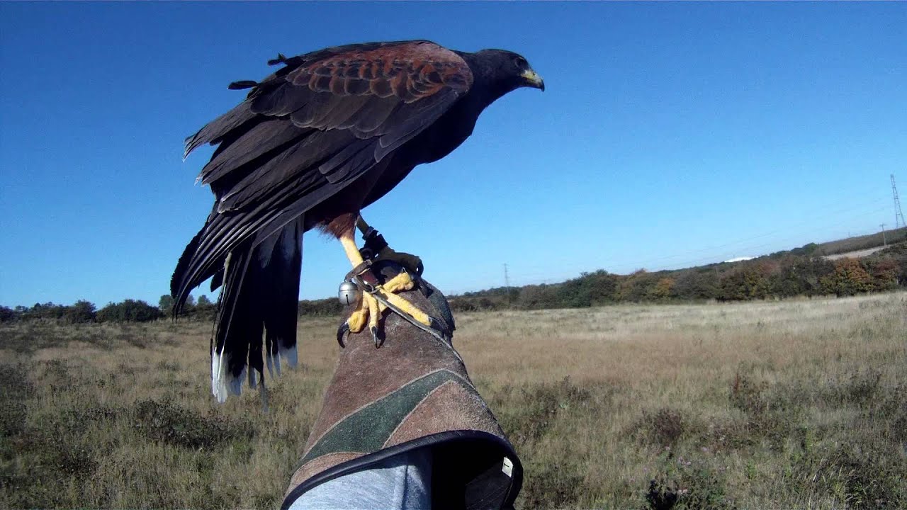 Harris Hawk Training - YouTube