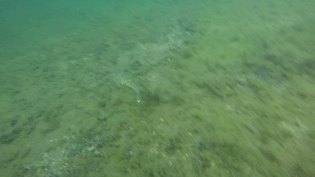 Walleye Pine Lake Chenequa, WI - YouTube