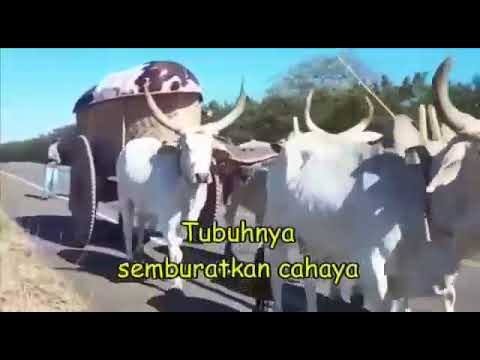 "Sapi Penarik Pedati" Karya Yoseph Yapi Taum - YouTube