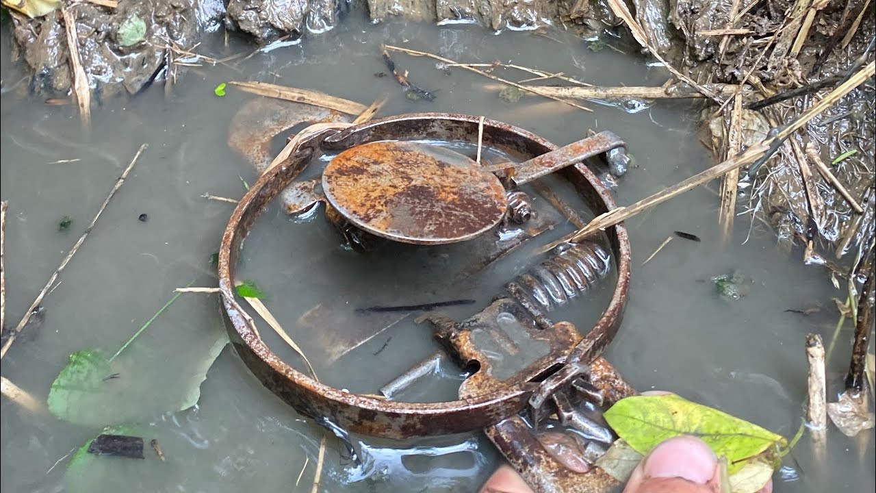 Raccoon Trapping Ep 3- Footholds in the Water - YouTube