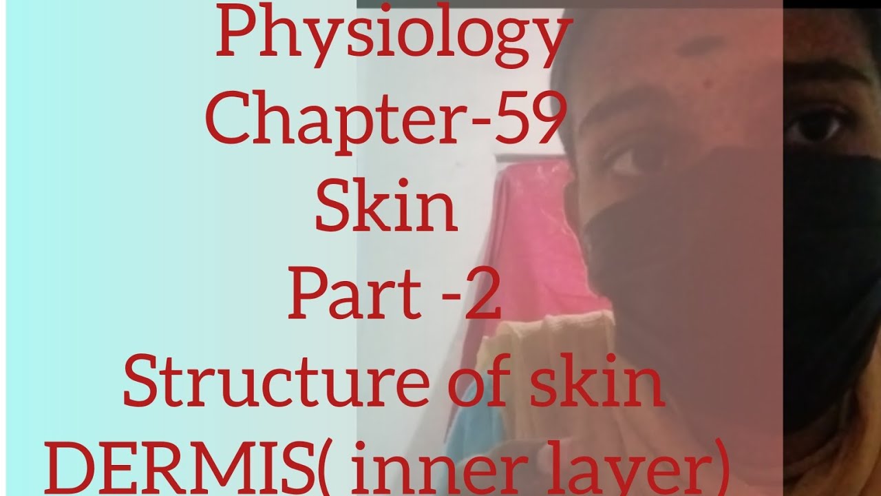 Structure of skin|Part-2|DERMIS LAYER|physiology chap-59|1 st year BHMS ...