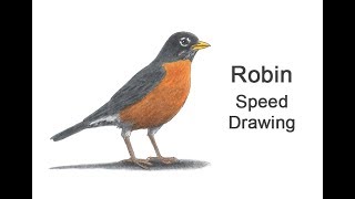 How To Draw Robin