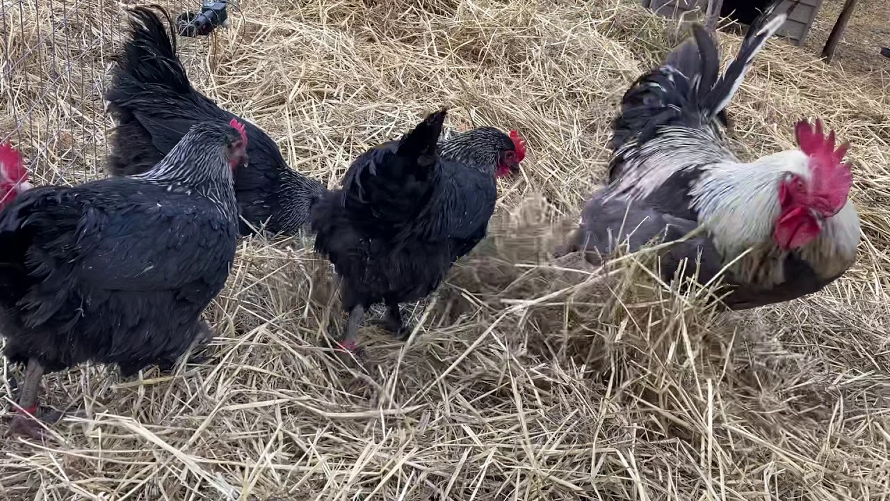 Il Giardino dei polli | MARANS betulla argento | Birchen Marans | Black ...